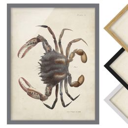 Bilderwelten Bild mit Rahmen - Hochformat Vintage Illustration Krabbe