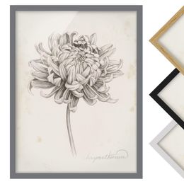 Bilderwelten Bild mit Rahmen - Hochformat Botanische Studie Chrysantheme I