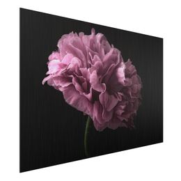 Bilderwelten Alu Dibond Outdoor Bild schwarz Motiv wetterfest - Stolze Pfingstrose vor Schwarz - Rose Wohnzimmer Schlafzimmer