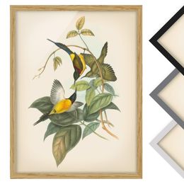 Bilderwelten Bild mit Rahmen - Hochformat Vintage Illustration Tropische V&ouml;gel IV