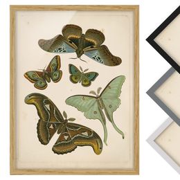 Bilderwelten Bild mit Rahmen - Hochformat Vintage Illustration Exotische Schmetterlinge II