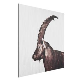 Bilderwelten Alu Dibond Outdoor Bild Tiere braun Motiv wetterfest - Steinbock im Schnee - Deko Wohnzimmer Schlafzimmer