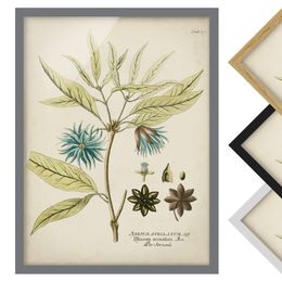 Bilderwelten Bild mit Rahmen Blumen blau Vintage inkl. Rahmung - Vintage Botanik in Blau Sternanis - Pflanzen Wohnzimmer Schlafzimmer