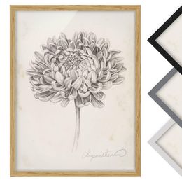 Bilderwelten Bild mit Rahmen - Hochformat Botanische Studie Chrysantheme II