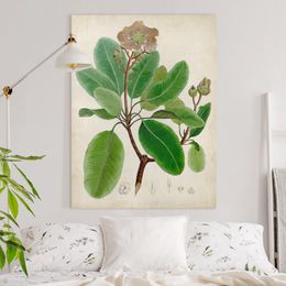 Bilderwelten Leinwandbild Botanik Laubbaum Schautafel VI - Leinwanddruck Hochformat - Wandbild S-XXL - moderne Bilder auf Leinwand Wohnzimmer