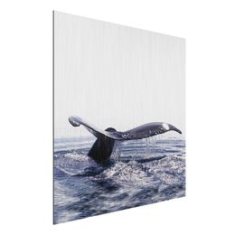 Alu Dibond Outdoor Bild - Wal Gesang auf Island - Tiere blau Motiv wetterfest Deko Wohnzimmer Schlafzimmer