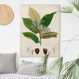 Bilderwelten Leinwandbild Blumen Vintage Kunstdruck gr&uuml;n - Laubbaum Schautafel IV - Pflanzen XXL Wohnzimmer Schlafzimmer