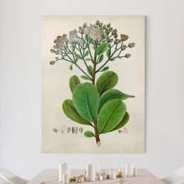 Bilderwelten Leinwandbild Blumen Vintage Kunstdruck gr&uuml;n - Laubbaum Schautafel VIII - Pflanzen XXL Wohnzimmer Schlafzimmer