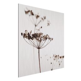 Bilderwelten Alu Dibond Outdoor Bild Blumen braun Motiv wetterfest - Trockenblume im Schatten - Deko Wohnzimmer Schlafzimmer