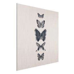 Bilderwelten Alu Dibond Outdoor Bild Tiere grau Illustration wetterfest - Tusche Schmetterlinge auf Beige - Schmetterlinge Wohnzimmer Schlafzimmer
