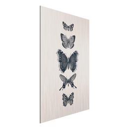 Alu Dibond Outdoor Bild - Tusche Schmetterlinge auf Beige - Tiere grau Illustration wetterfest Schmetterlinge Wohnzimmer Schlafzimmer