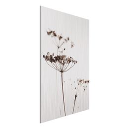 Bilderwelten Alu Dibond Outdoor Bild Blumen braun Motiv wetterfest - Trockenblume im Schatten - Deko Wohnzimmer Schlafzimmer