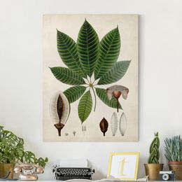 Bilderwelten Leinwandbild Botanik Laubbaum Schautafel VII - Leinwanddruck Hochformat - Wandbild S-XXL - moderne Bilder auf Leinwand Flur Wohnzimmer