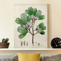 Bilderwelten Leinwandbild Blumen Vintage Kunstdruck gr&uuml;n - Laubbaum Schautafel III - Pflanzen XXL Wohnzimmer Schlafzimmer