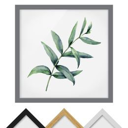 Bilderwelten Bild mit Rahmen Aquarell Eucalyptus I