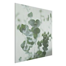 Alu Dibond Outdoor Bild - Wachsende Eukalyptuszweige - gr&uuml;n Tropisch wetterfest Pflanzen Wohnzimmer Schlafzimmer