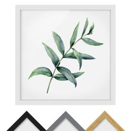 Bilderwelten Bild mit Rahmen gr&uuml;n Tropisch Aquarell - Aquarell Eucalyptus I - Pflanzen Wohnzimmer Schlafzimmer