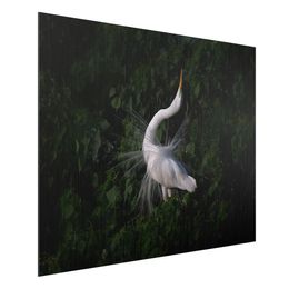 Bilderwelten Alu Dibond Outdoor Bild Tiere schwarz Motiv wetterfest - Tanzender Silberreiher vor Schwarz - V&ouml;gel Wohnzimmer Schlafzimmer