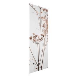 Bilderwelten Alu Dibond Outdoor Bild Blumen braun Motiv wetterfest - Trockenblume im Lichtspiel - Deko Wohnzimmer Schlafzimmer