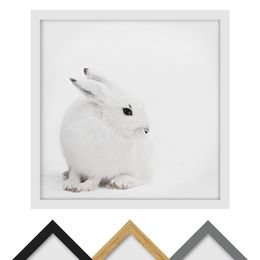 Bilderwelten Bild mit Rahmen Tiere weiss Motiv inkl. Rahmung - Arktischer Hase - Deko Kinderzimmer Baby M&auml;dchen Jungen