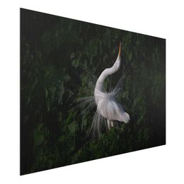 Bilderwelten Alu Dibond Outdoor Bild Tiere schwarz Motiv wetterfest - Tanzender Silberreiher vor Schwarz - V&ouml;gel Wohnzimmer Schlafzimmer