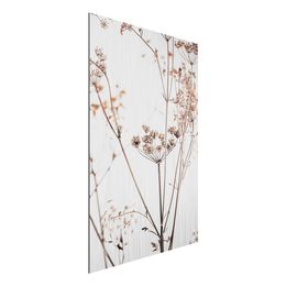 Bilderwelten Alu Dibond Outdoor Bild Blumen braun Motiv wetterfest - Trockenblume im Lichtspiel - Deko Wohnzimmer Schlafzimmer