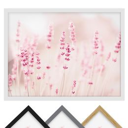 Bilderwelten Bild mit Rahmen Blumen rosa Landhaus inkl. Rahmung - Zartrosaner Lavendel - Gr&auml;ser Wohnzimmer Schlafzimmer