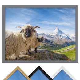 Bilderwelten Bild mit Rahmen Schwarznasenschafe von Zermatt