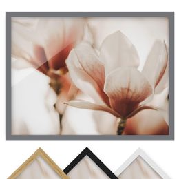 Bilderwelten Bild mit Rahmen Zarte Magnolienbl&uuml;ten im Lichtspiel