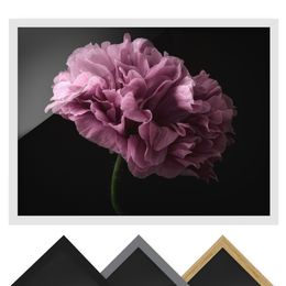 Bilderwelten Bild mit Rahmen schwarz Motiv inkl. Rahmung - Stolze Pfingstrose vor Schwarz - Rose Wohnzimmer Schlafzimmer