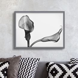 Bilderwelten Bild mit Rahmen schwarz weiss Tropisch inkl. Rahmung - Calla Nahaufnahme Schwarz-Wei&szlig; - Pflanzen Wohnzimmer Schlafzimmer