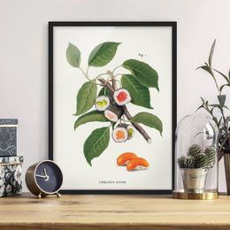 Bilderwelten Bild mit Rahmen Vintage Pflanze - Sushi