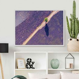 Bilderwelten Bild mit Rahmen Natur violett Motiv inkl. Rahmung - Lavendelfeld Draufsicht - Landschaft Wohnzimmer Schlafzimmer