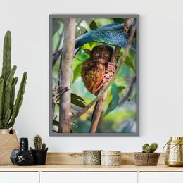 Bilderwelten Bild mit Rahmen Koboldmaki