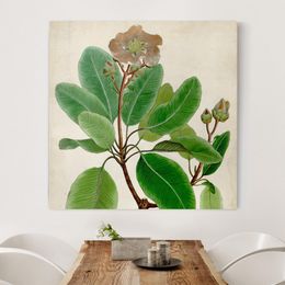 Bilderwelten Leinwandbild Blumen Vintage Kunstdruck gr&uuml;n - Laubbaum Schautafel VI - Pflanzen XXL Wohnzimmer Schlafzimmer