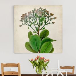 Bilderwelten Leinwandbild - Quadrat Laubbaum Schautafel VIII