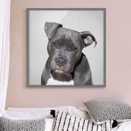 Bilderwelten Bild mit Rahmen Tiere schwarz weiss Motiv inkl. Rahmung - Pitbull Pelle - Hund Kinderzimmer Baby M&auml;dchen Jungen