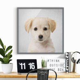 Bilderwelten Bild mit Rahmen Tiere schwarz weiss Motiv inkl. Rahmung - Baby Golden Retriever Gizmo - Hund Kinderzimmer Baby M&auml;dchen Jungen