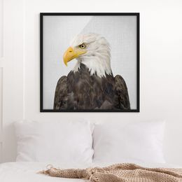 Bilderwelten Bild mit Rahmen Seeadler Sokrates