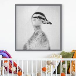 Bilderwelten Bild mit Rahmen Tiere schwarz weiss Motiv inkl. Rahmung - Baby Ente Eddie Schwarz Wei&szlig; - V&ouml;gel Kinderzimmer Baby M&auml;dchen Jungen