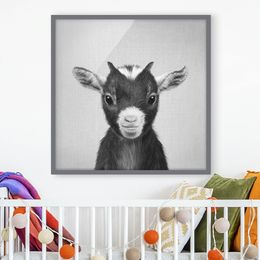 Bilderwelten Bild mit Rahmen Tiere schwarz weiss Motiv inkl. Rahmung - Baby Ziege Zelda Schwarz Wei&szlig; - Deko Kinderzimmer Baby M&auml;dchen Jungen