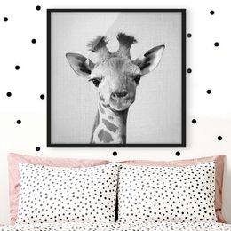 Bilderwelten Bild mit Rahmen Baby Giraffe Gandalf Schwarz Wei&szlig;