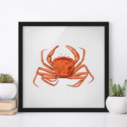 Bilderwelten Bild mit Rahmen Vintage Illustration Rote Krabbe