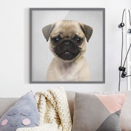 Bilderwelten Bild mit Rahmen Baby Mops Moritz