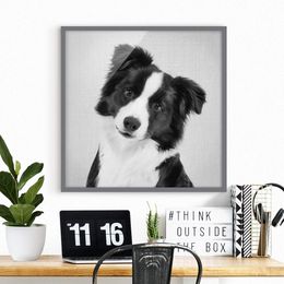 Bilderwelten Bild mit Rahmen Bordercollie Benni Schwarz Wei&szlig;