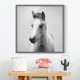 Bilderwelten Bild mit Rahmen Tiere schwarz weiss Motiv inkl. Rahmung - Baby Pferd Philipp Schwarz Wei&szlig; - Pferde Kinderzimmer Baby M&auml;dchen Jungen