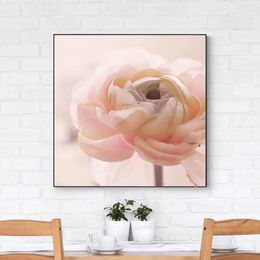 Wechselbild Rosa Bl&uuml;te im Fokus