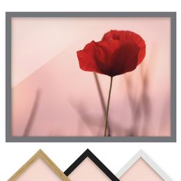 Bilderwelten Bild mit Rahmen Mohnbl&uuml;te in der D&auml;mmerung