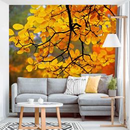 Bilderwelten Fototapete Wald Tropisch Wandtapete orange - Touching the Water - B&auml;ume Wohnzimmer Schlafzimmer