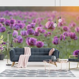 Bilderwelten Fototapete Blumen Motiv Wandtapete violett - Violette Schlafmohn Blumenwiese im Fr&uuml;hling - Blumenwiese Wohnzimmer Schlafzimmer